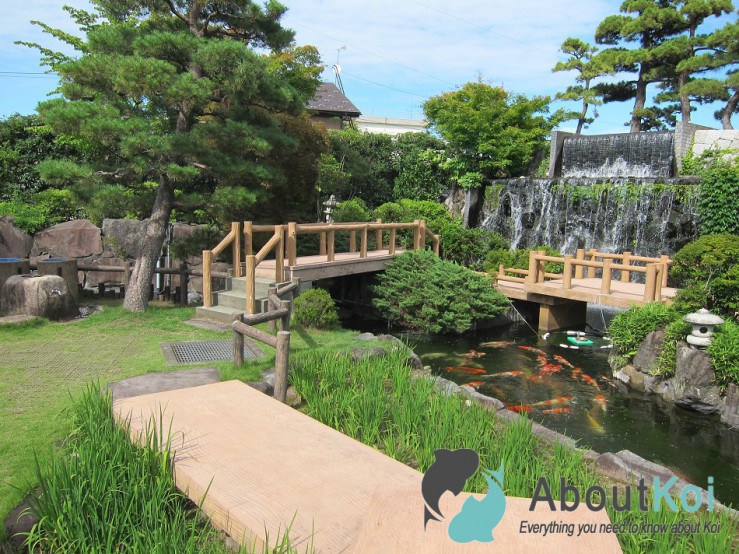 Koi Museum in Ojiya, 'Nishikigoi No Sato' - AboutKoi